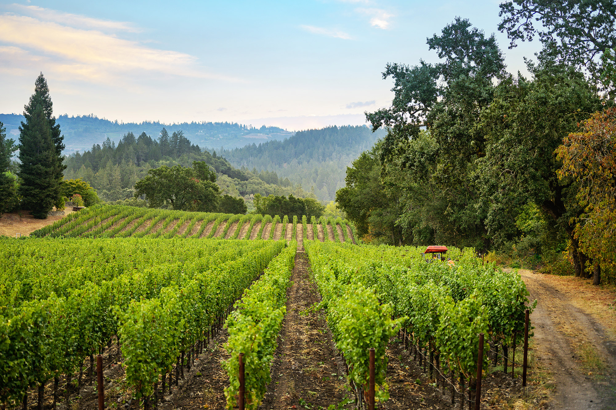 Collection | Fluent Wine Company